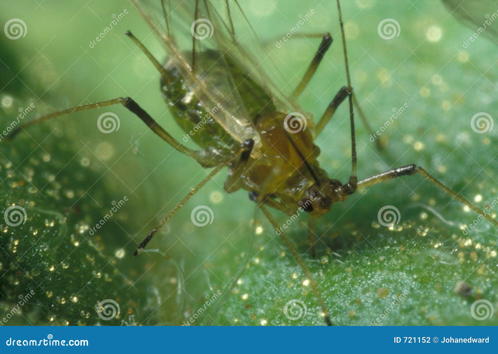 Afide verde fotografia stock. Immagine di fogli, nave, giardino - 721152