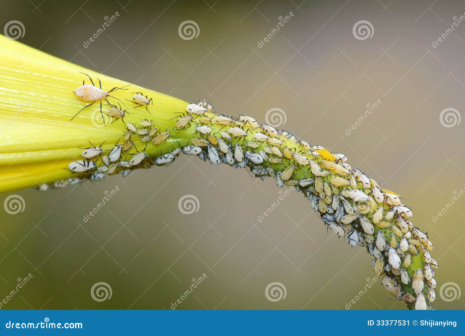 Afidi immagine stock. Immagine di animali, afide, bianco - 33377531