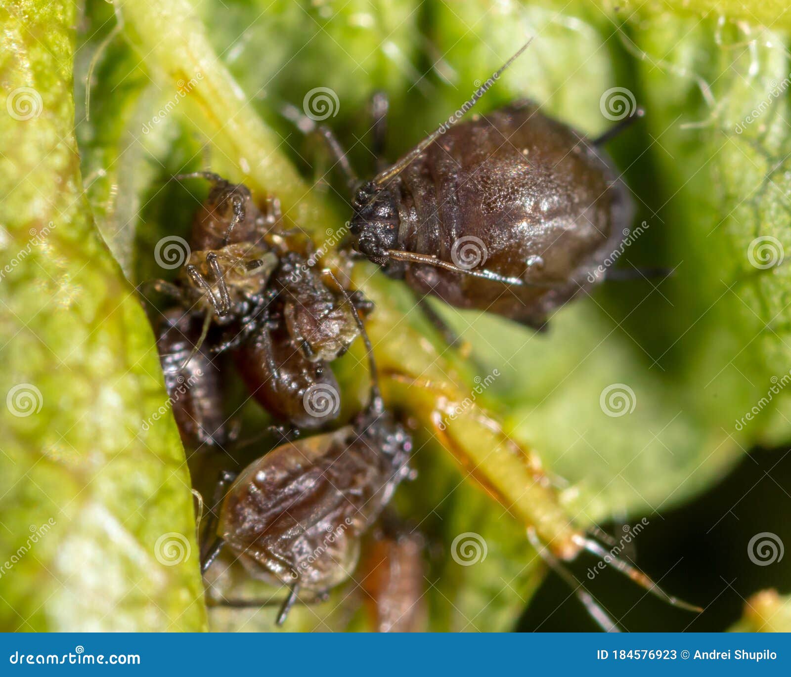 Afidi di natura verde immagine stock. Immagine di foglio - 184576923