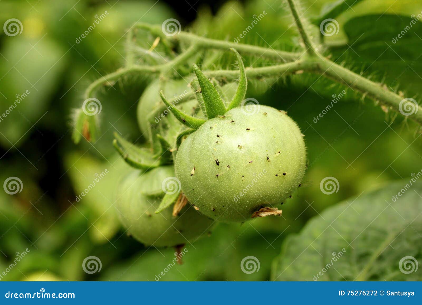 Afidi sul pomodoro verde fotografia stock. Immagine di pidocchi - 75276272