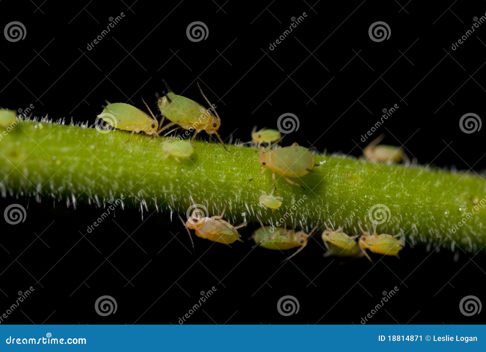 Afidi sulla pianta immagine stock. Immagine di prugna - 18814871