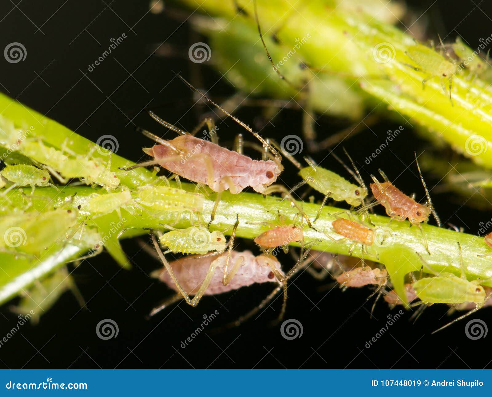 Afidi sulla pianta fine immagine stock. Immagine di minuscolo - 107448019