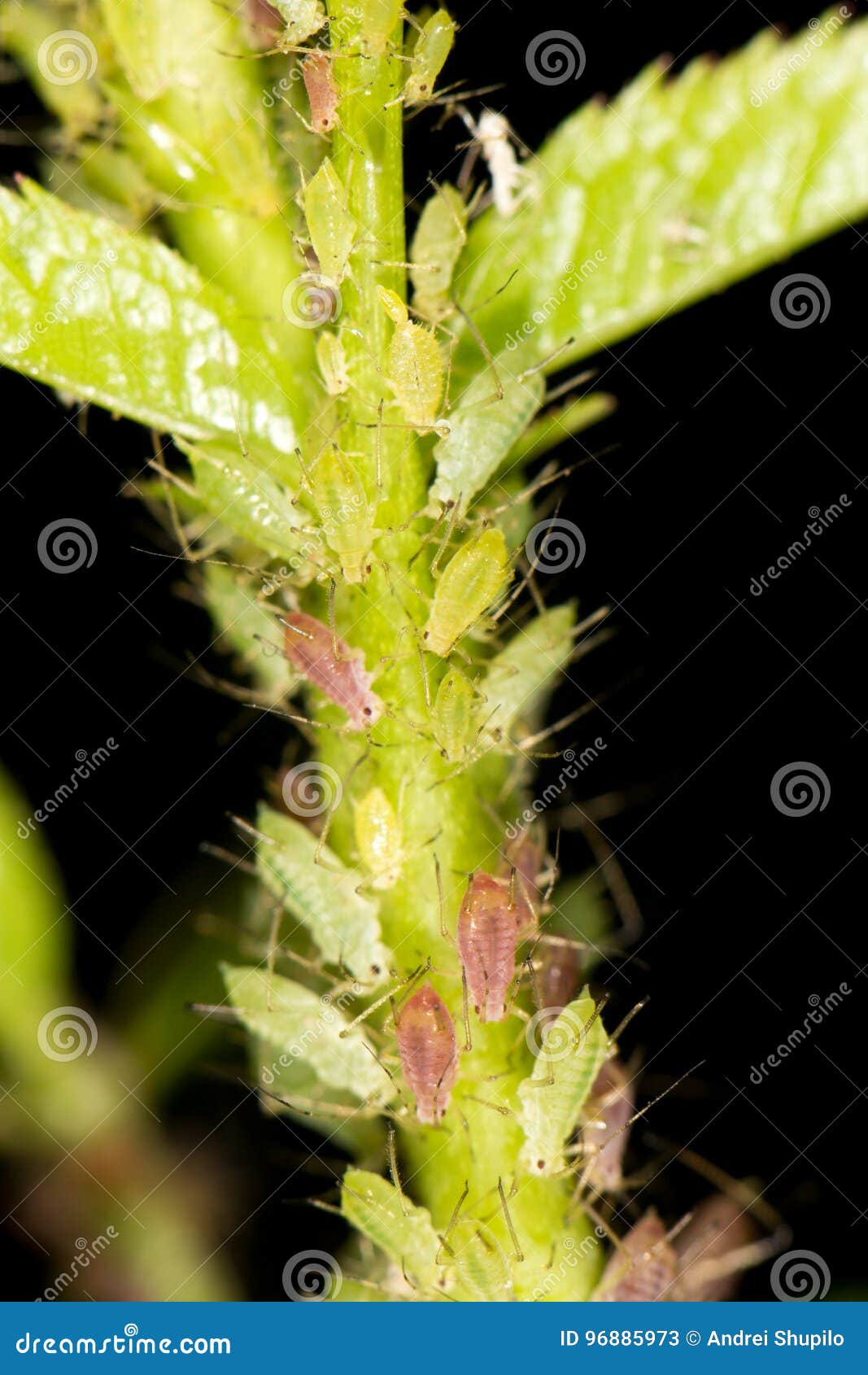 Afidi sulla pianta fine immagine stock. Immagine di animale - 96885973