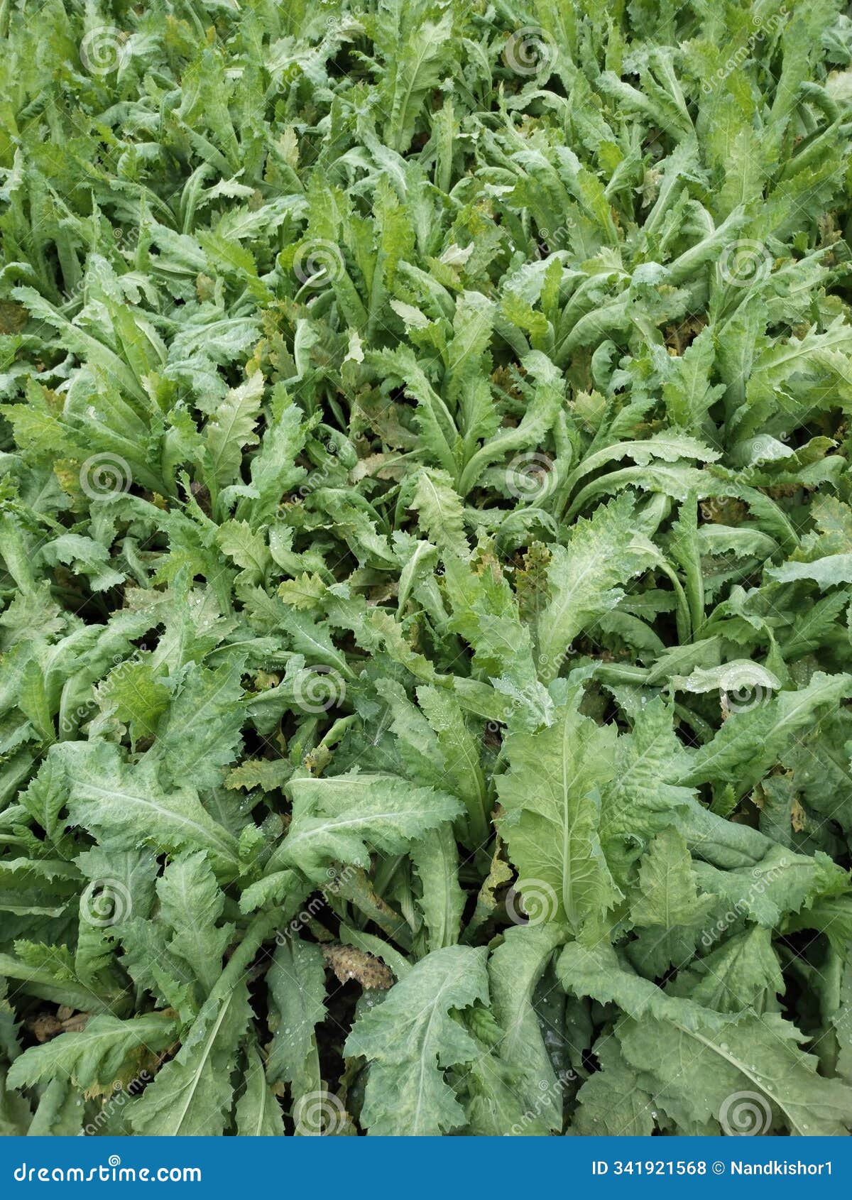 Afim Plant Grow stock photo. Image of vegetable, afim - 341921568