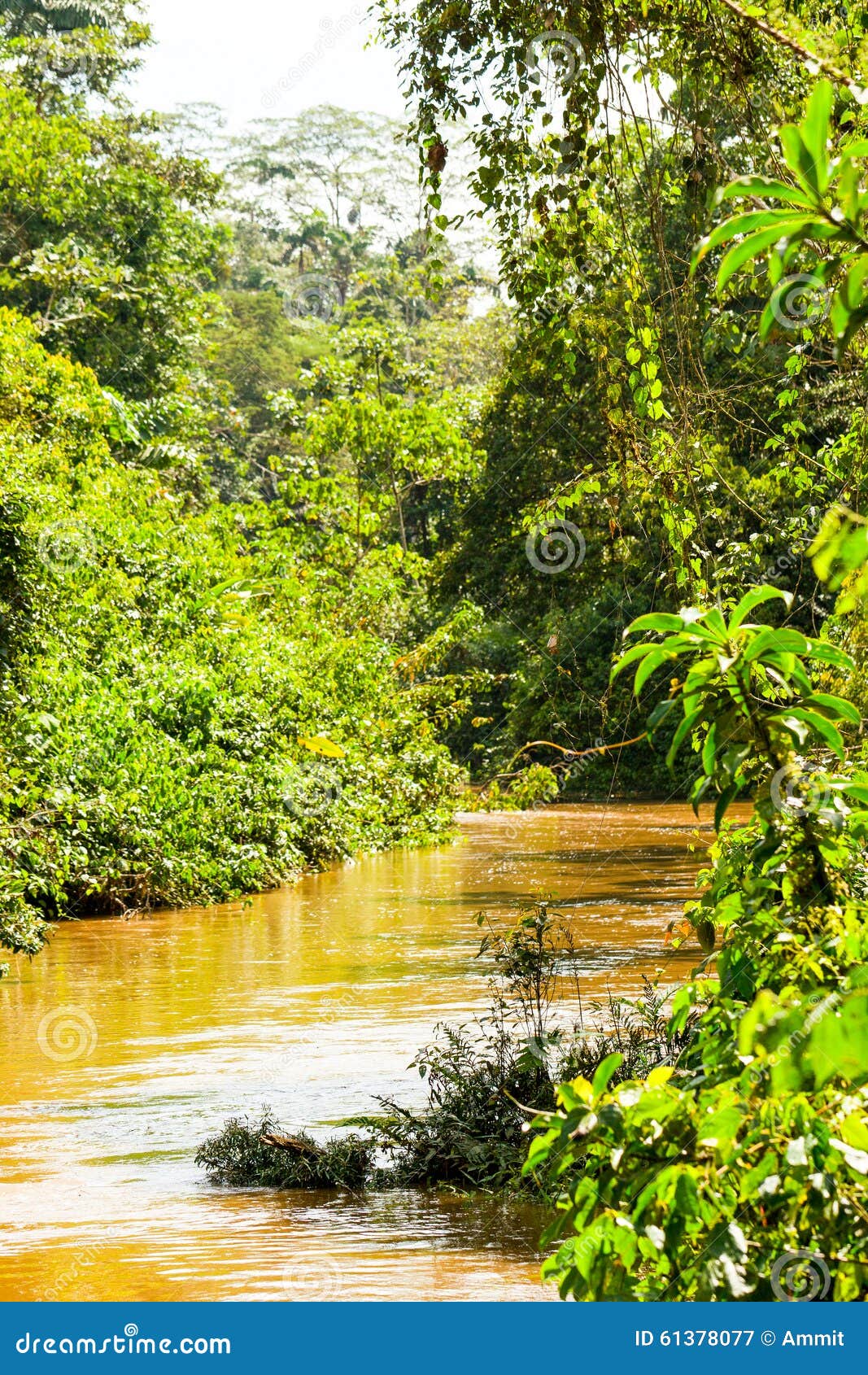 Afluente Do Rio Amazonas Em Equador Imagem de Stock - Imagem de ...
