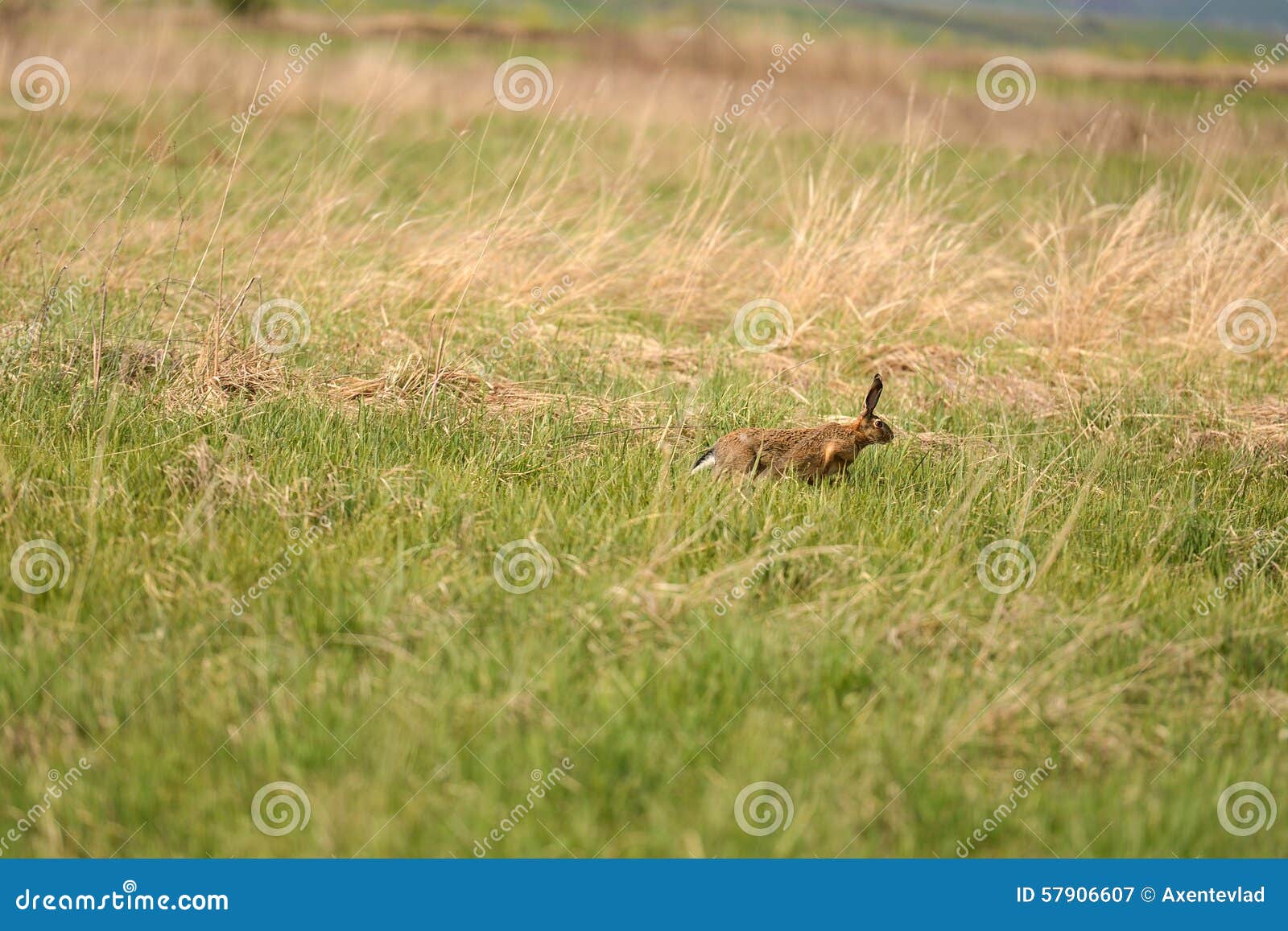 Afraid Hare Running Across the Meadow Stock Image - Image of common ...