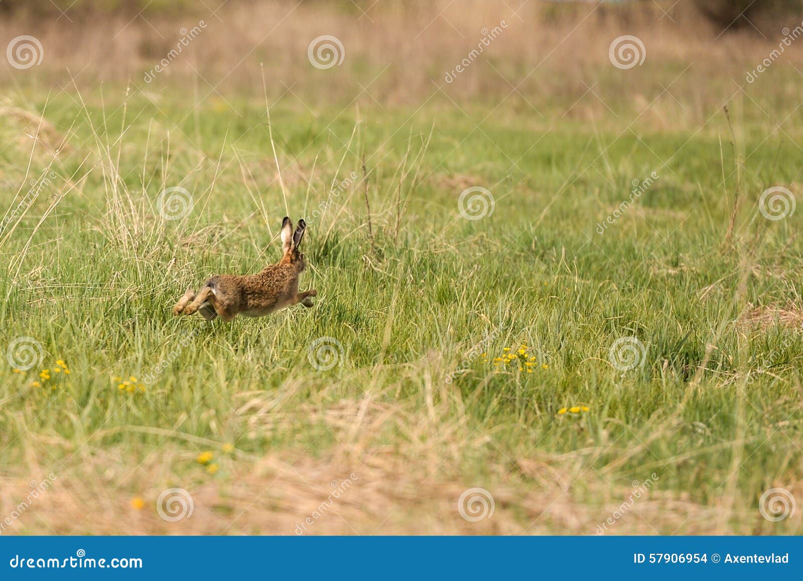 Afraid Hare Running Across Meadow Stock Photo - Image of horizontal ...