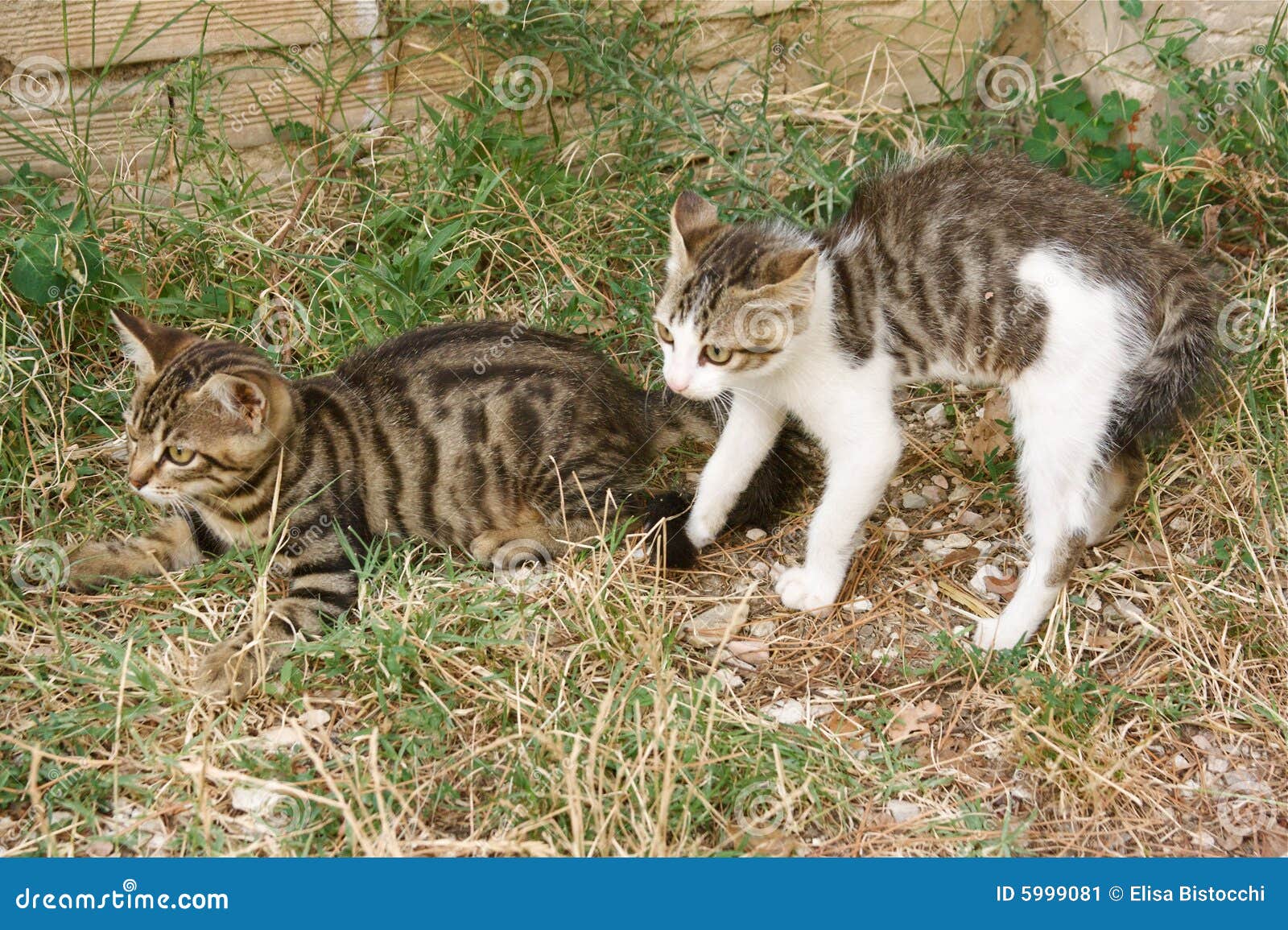 Afraid Kittens Picture. Image: 5999081