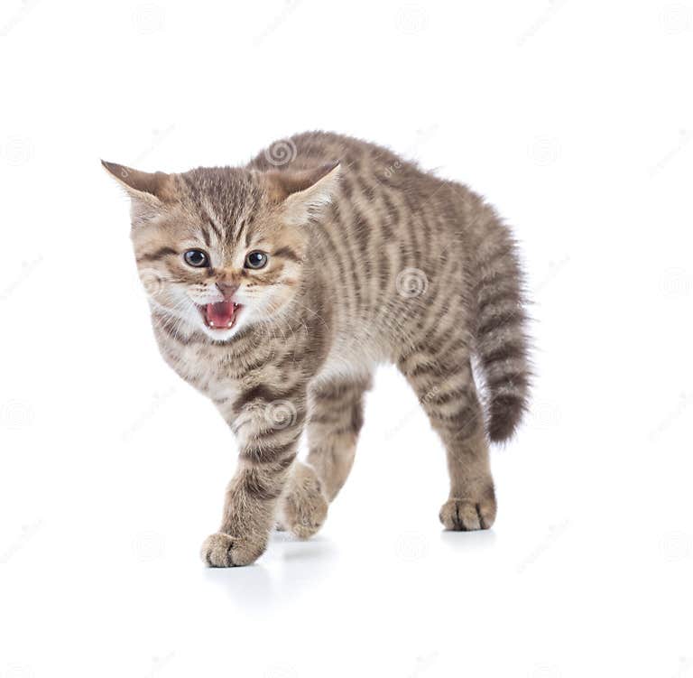 Afraid or Scared Funny Kitten Cat Isolated Stock Photo - Image of ...
