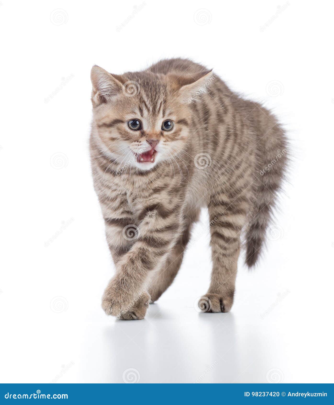 Afraid or Scared Funny Kitten Cat Isolated Stock Photo - Image of brown ...