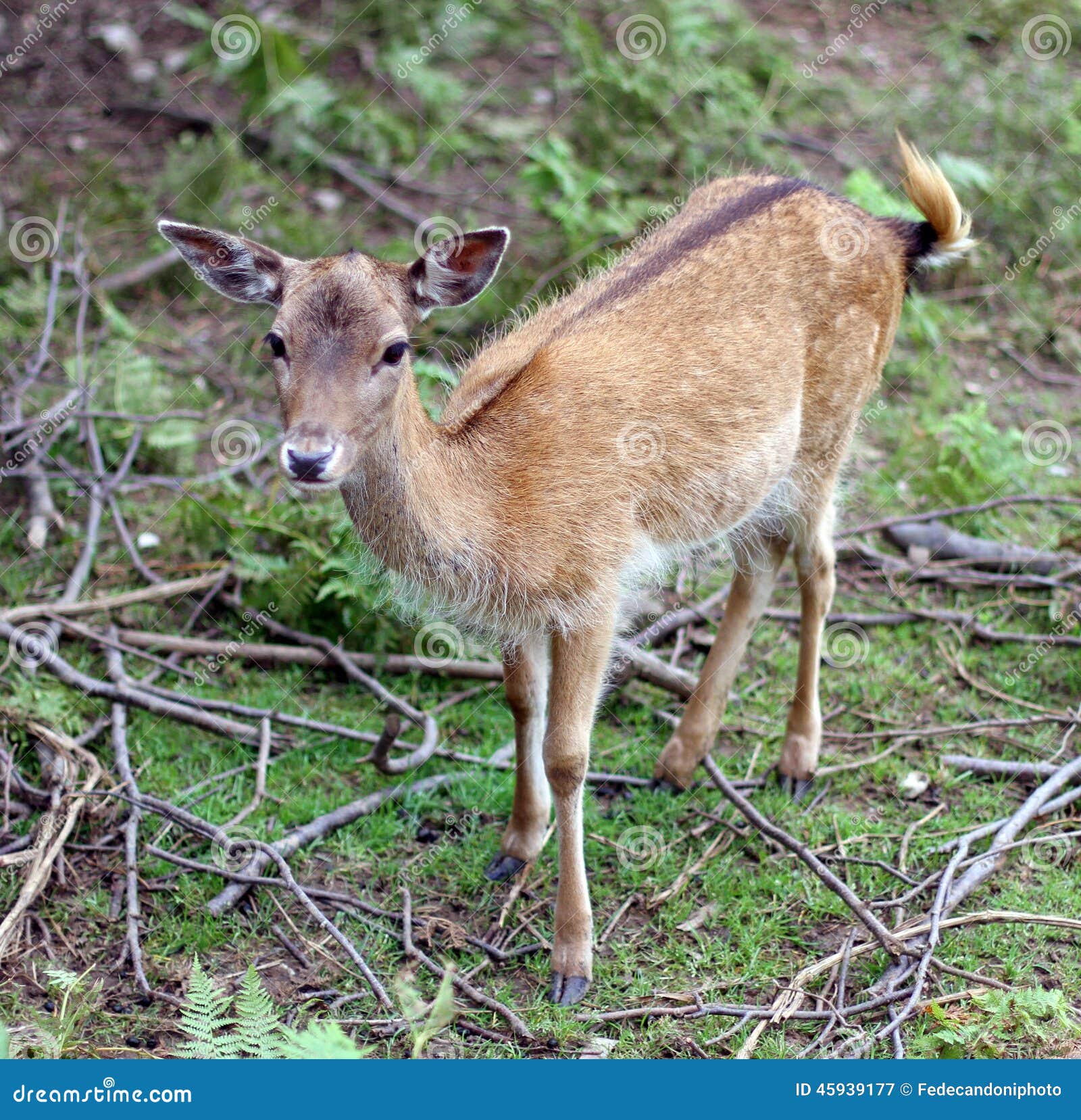 Afraid Young Deer in Solitary Stock Image - Image of muzzle, mountain ...