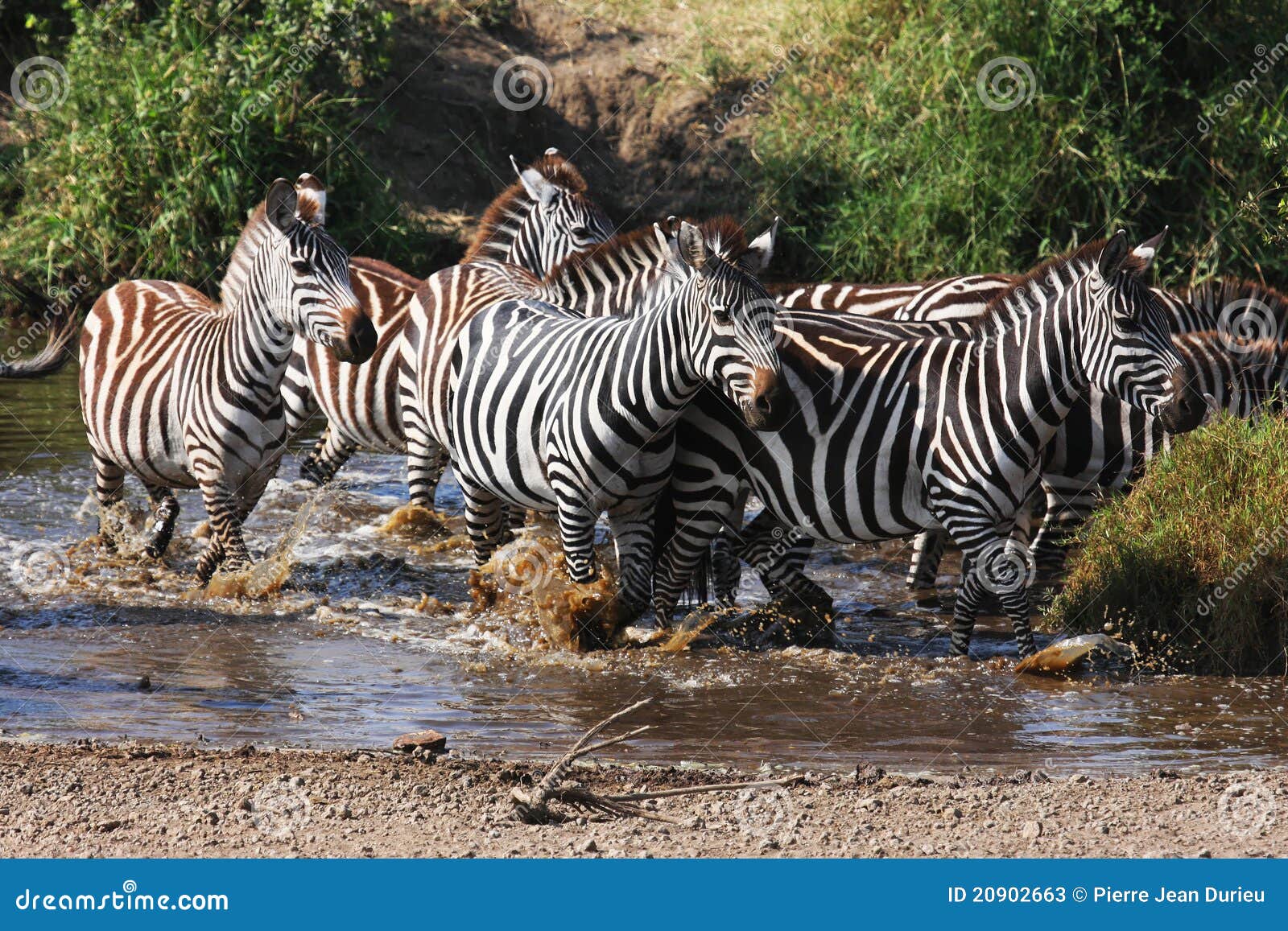 Afraid Zebras Crossing the River Stock Image - Image of zebra, animal ...