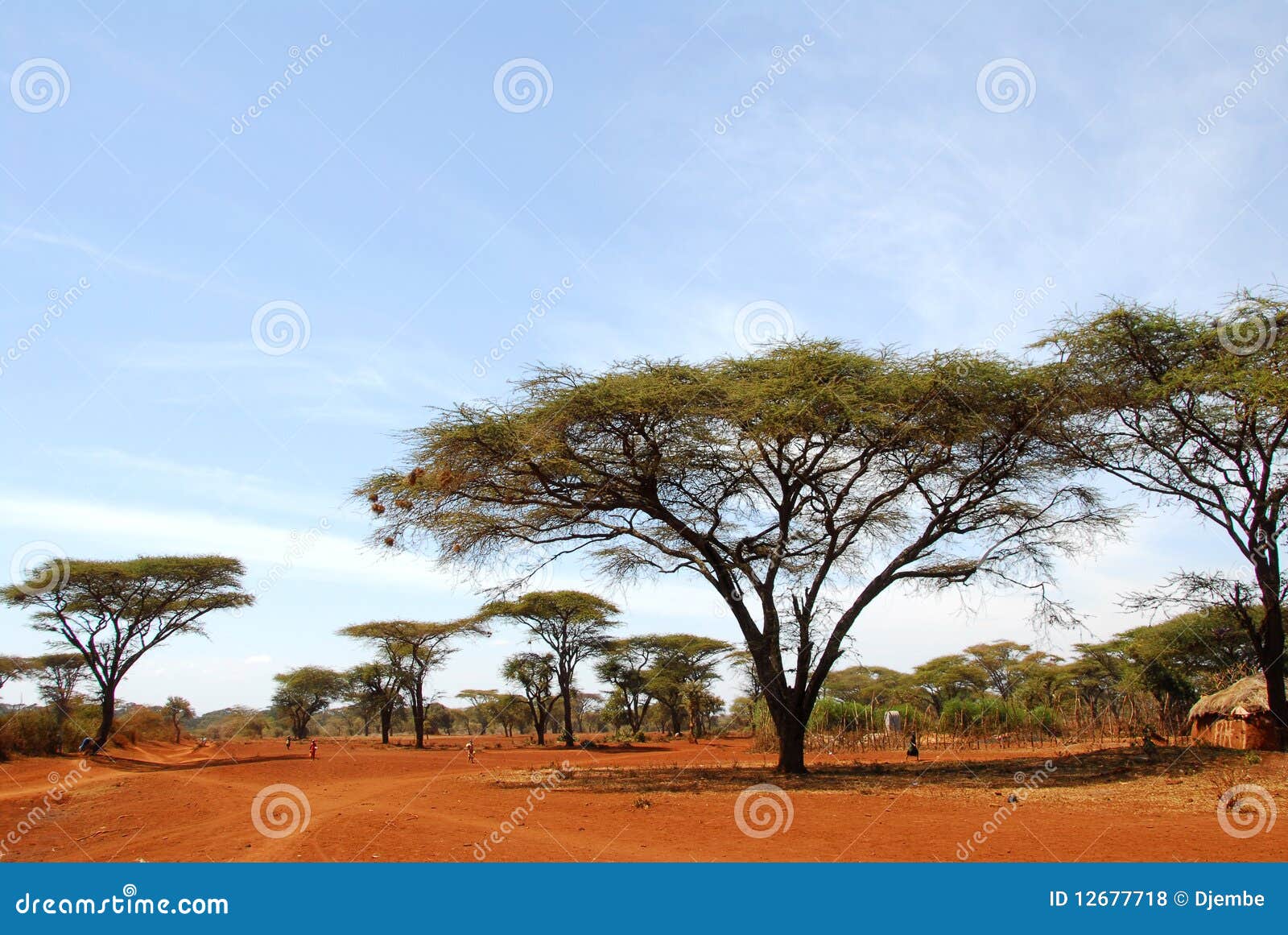 Africa stock photo. Image of desert, pasture, herd, farm - 12677718