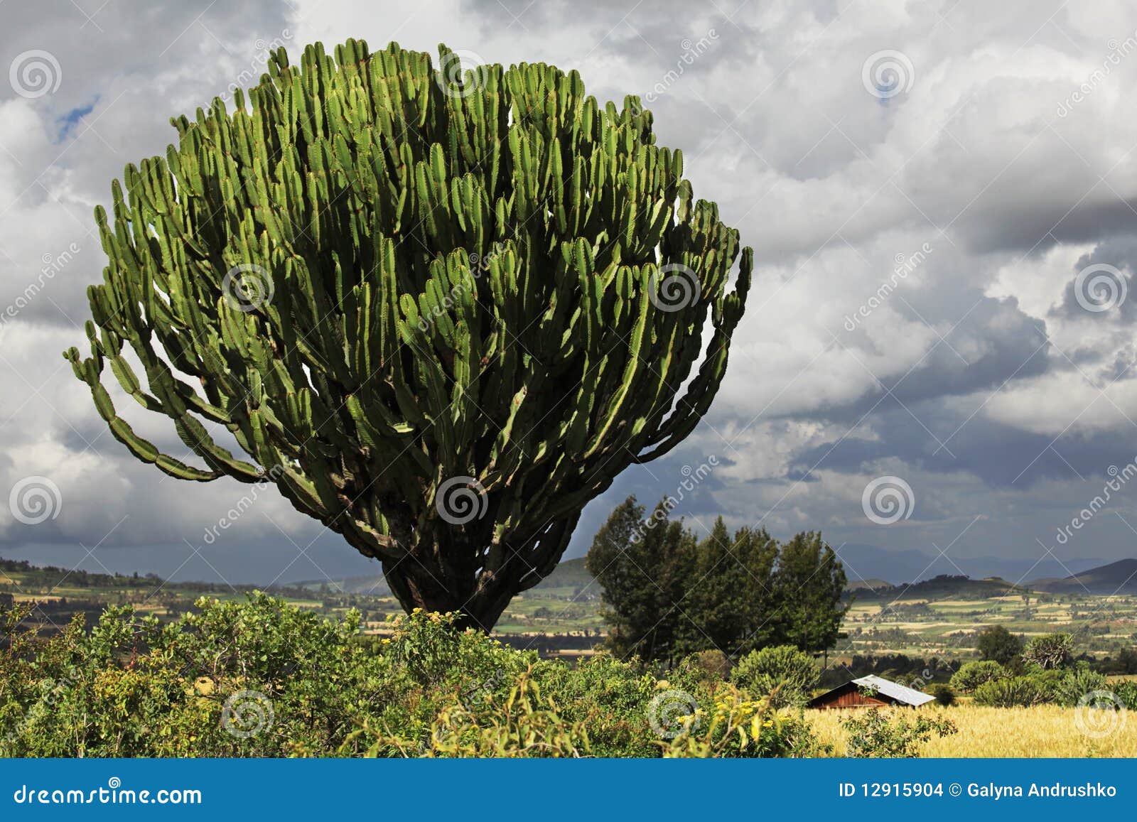 Africa stock photo. Image of tree, nakuru, mountains - 12915904