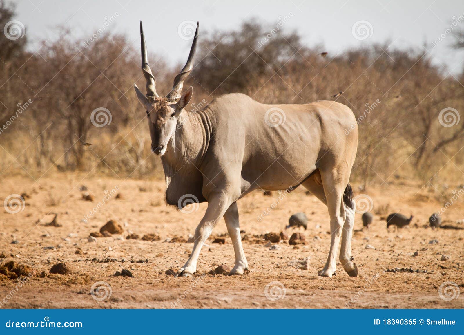 Africa stock image. Image of males, hoof, male, park - 18390365
