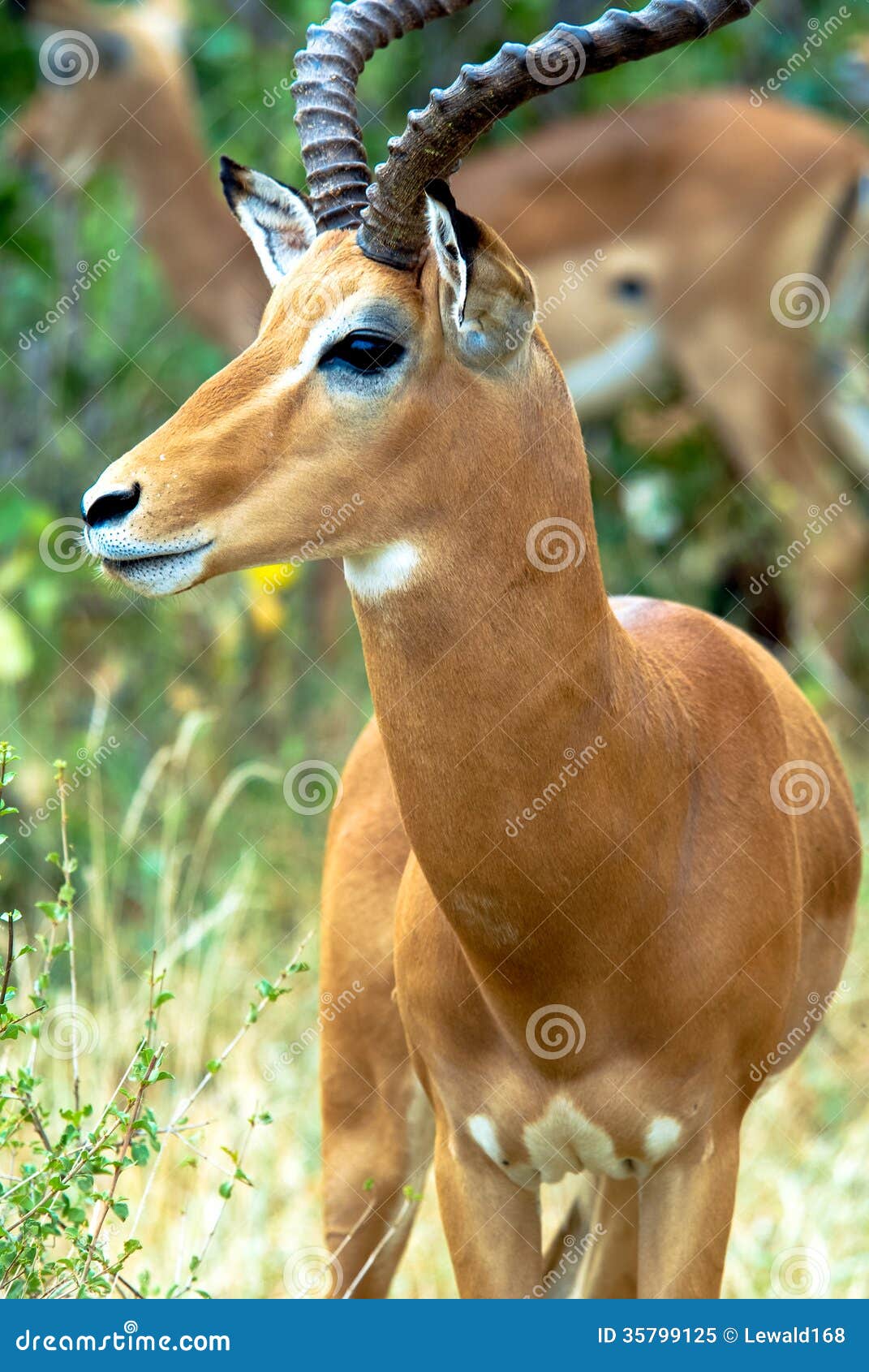 Africa stock image. Image of safari, ungulate, hooves - 35799125