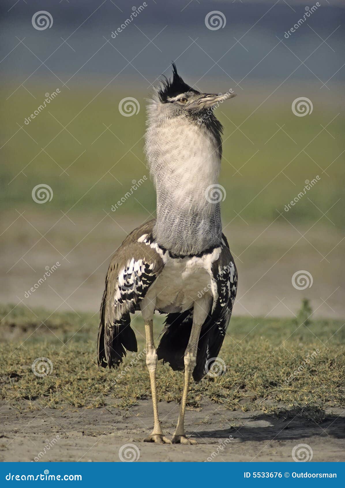 Africa bird-Kori bustard stock photo. Image of wildlife - 5533676