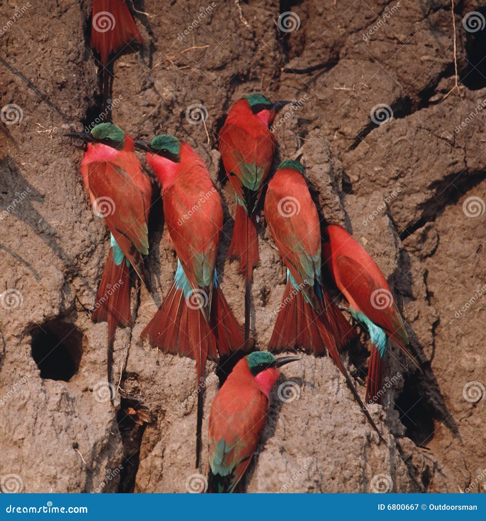 Africa-Carmine bee eaters stock image. Image of eaters - 6800667