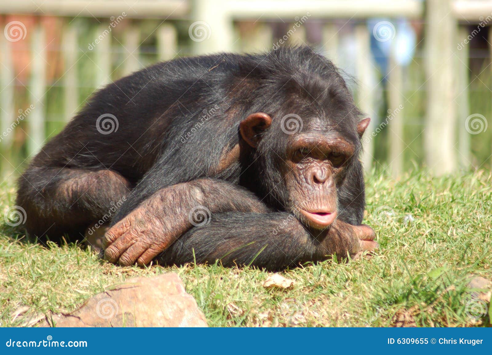 Africa Chimpanzee stock image. Image of captive, emotion - 6309655