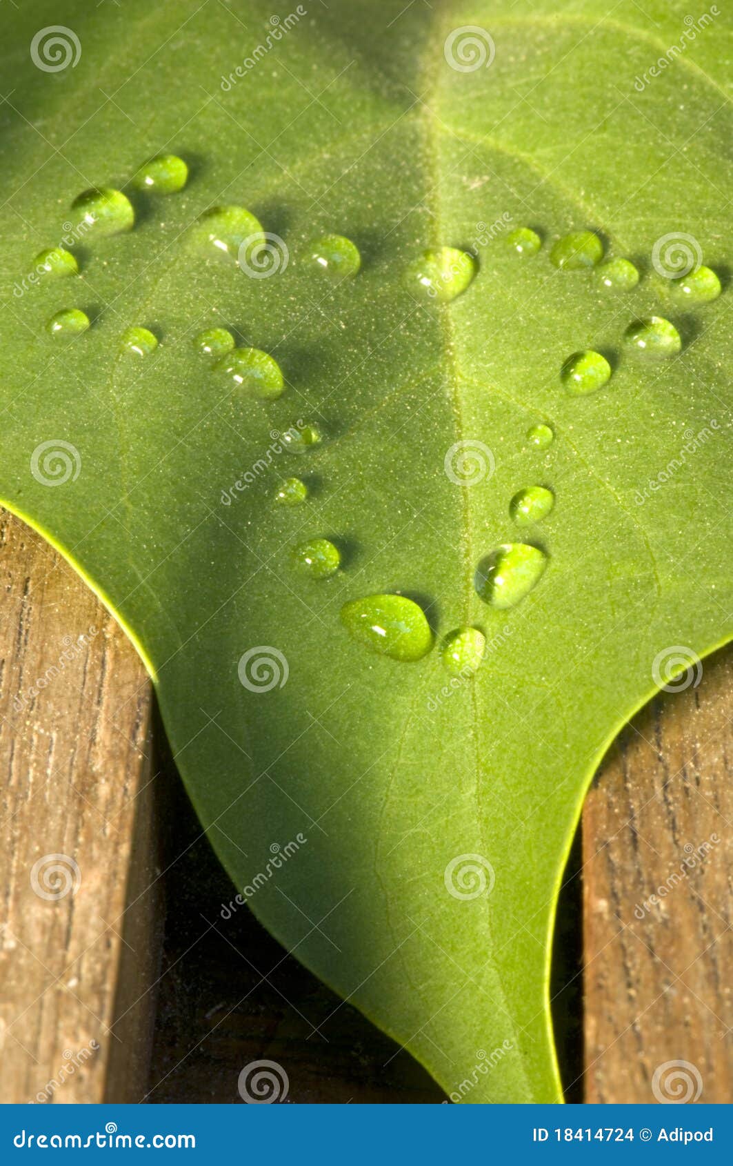 Africa drops stock photo. Image of food, selective, leaf - 18414724