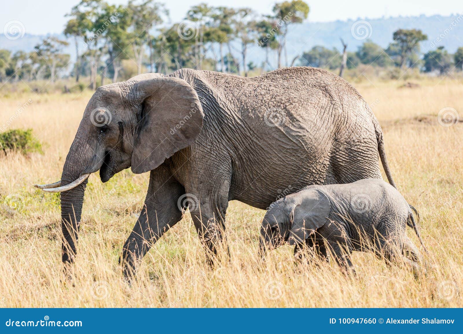 Africa elefanter arkivfoto. Bild av herbivor, enormt - 100947660