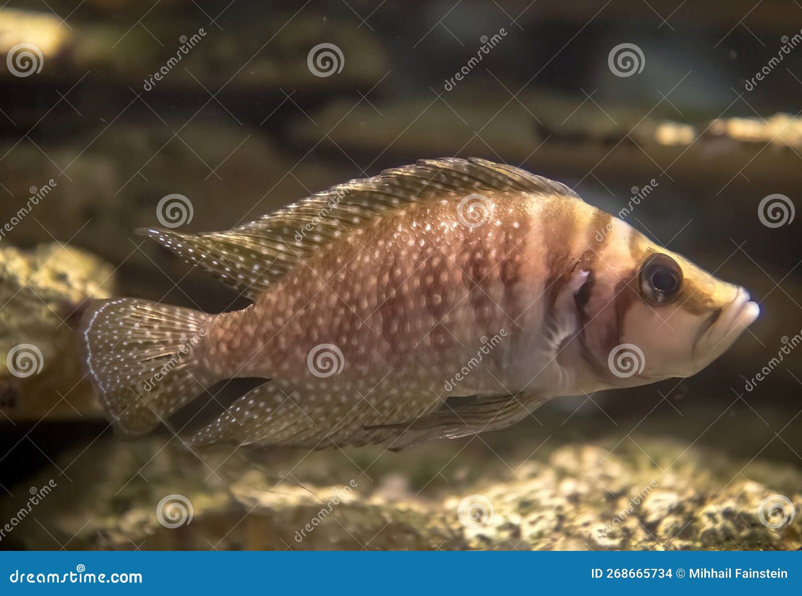 Africa Fresh Water Lake Fish Stock Photo - Image of fish, lake: 268665734