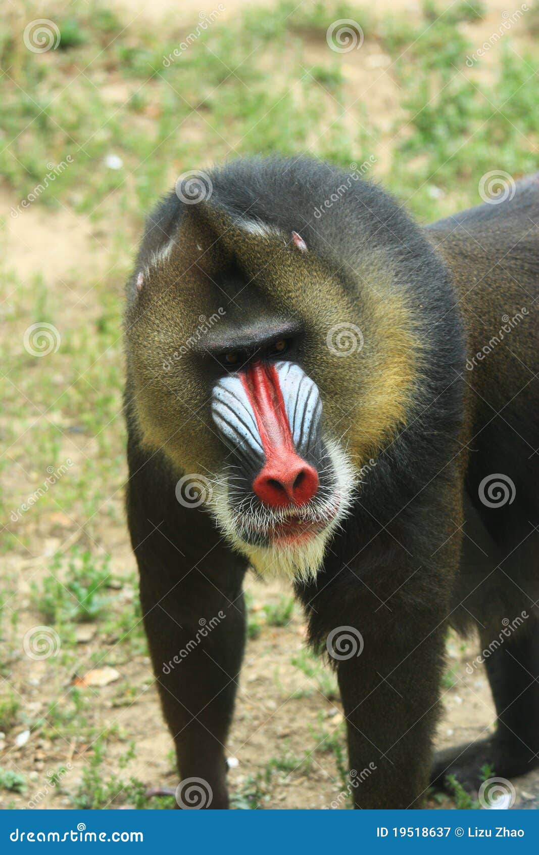 Africa mandril stock image. Image of coloured, africa - 19518637