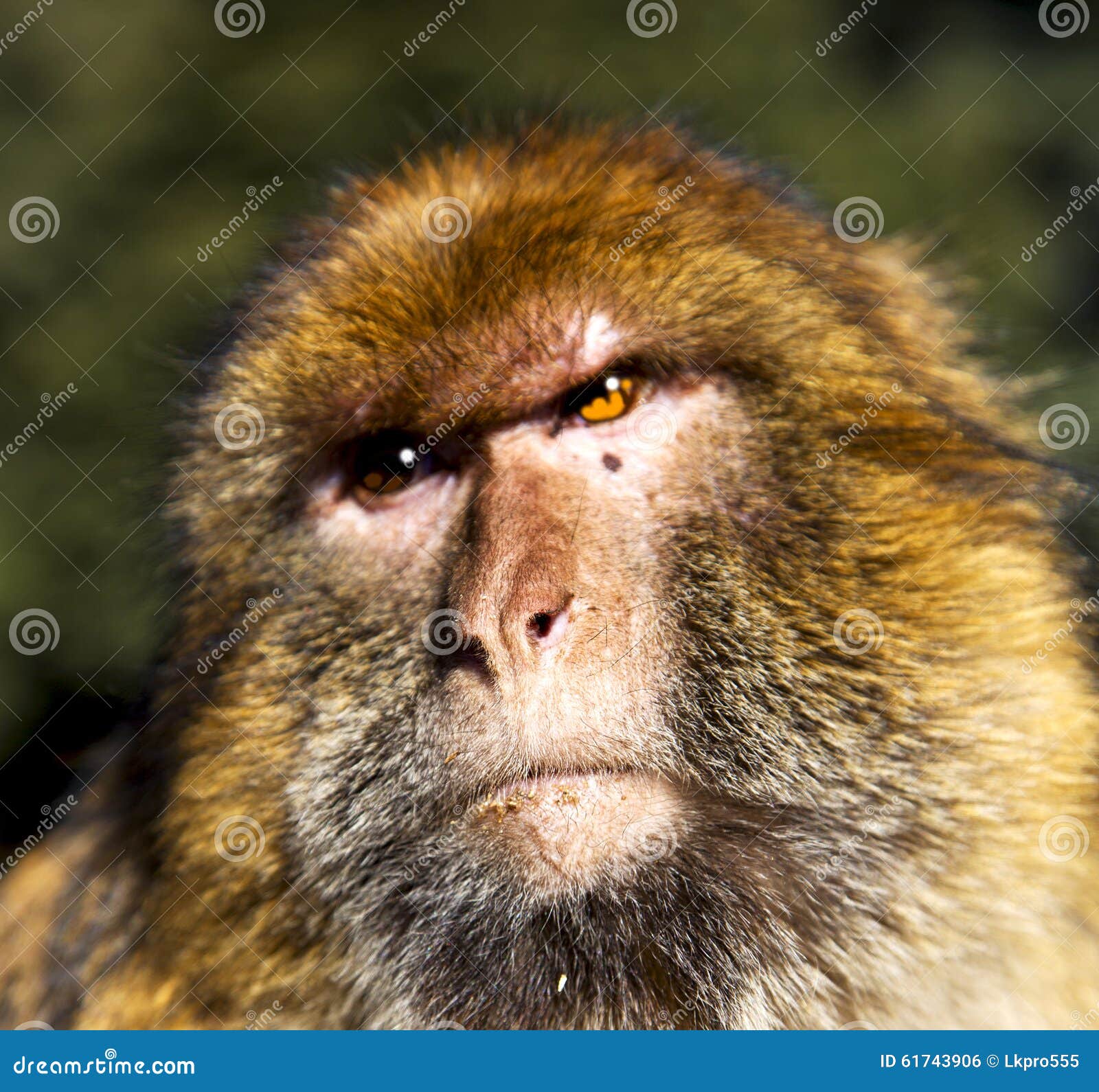Africa in Morocco Cedar Forest the Primitive Monkey Animal Wild Stock ...