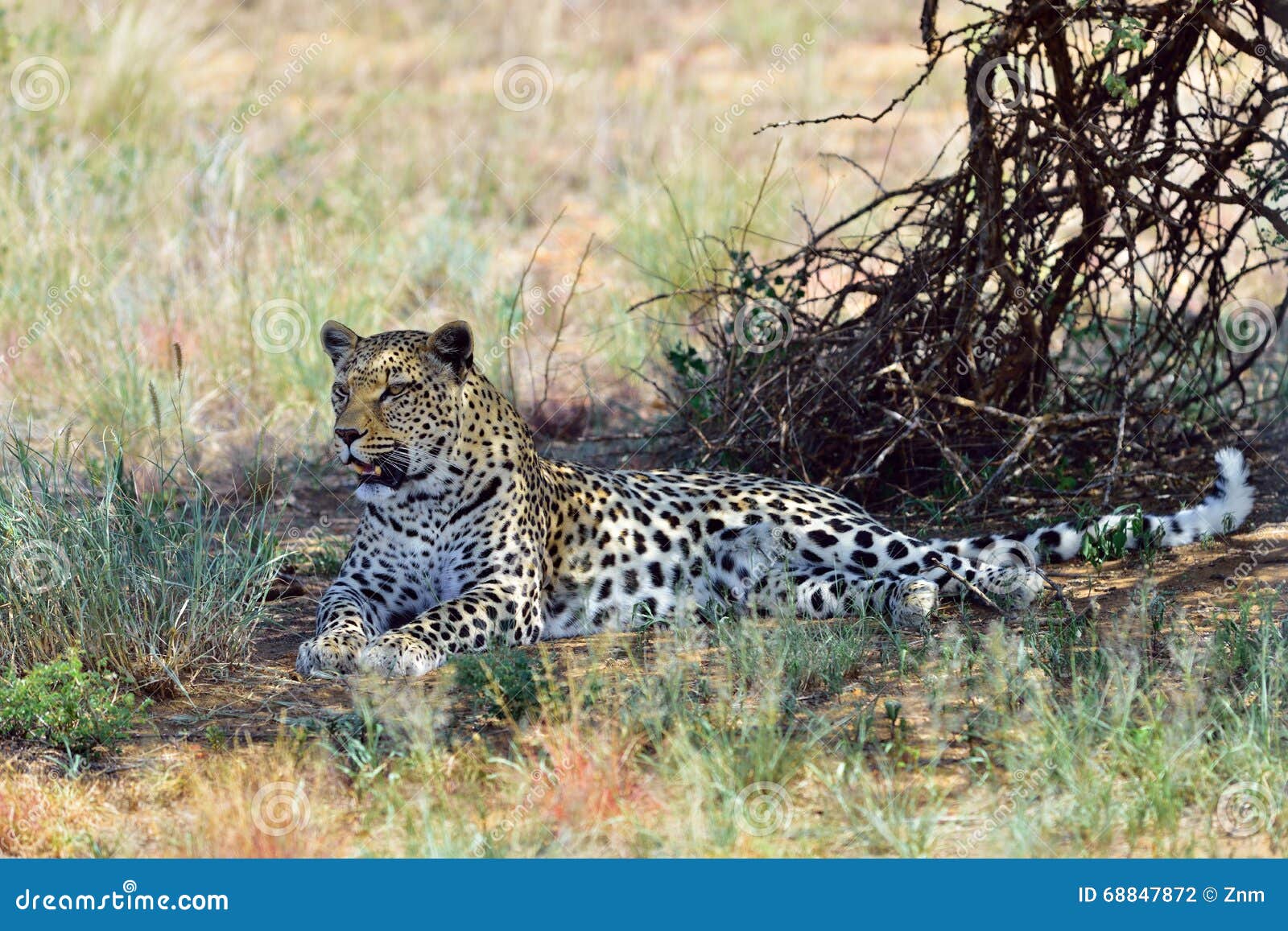 Africa. Namibia. leopard stock photo. Image of nature - 68847872