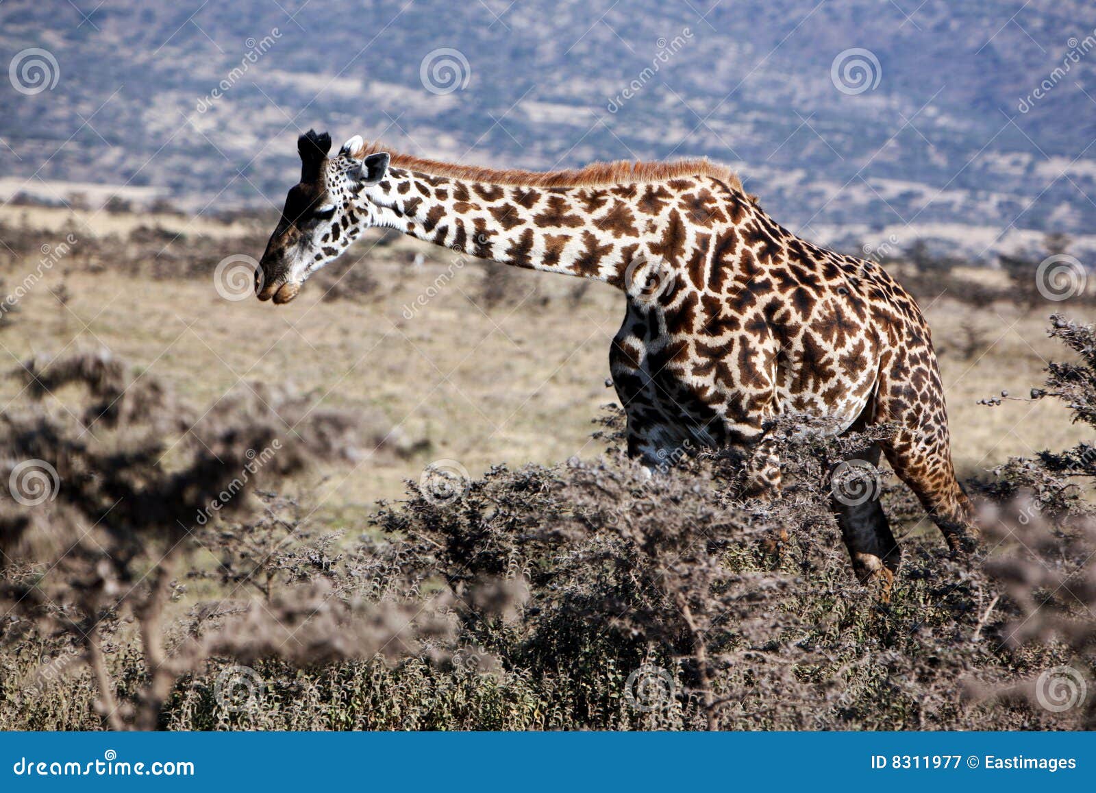 Safari Giraffe Royalty-Free Stock Photography | CartoonDealer.com #25899305