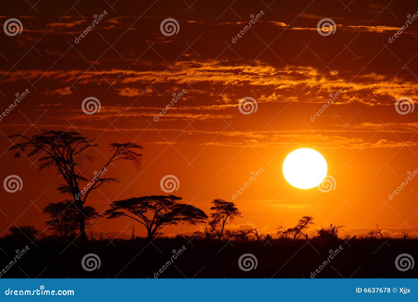 Real African Safari Sunset