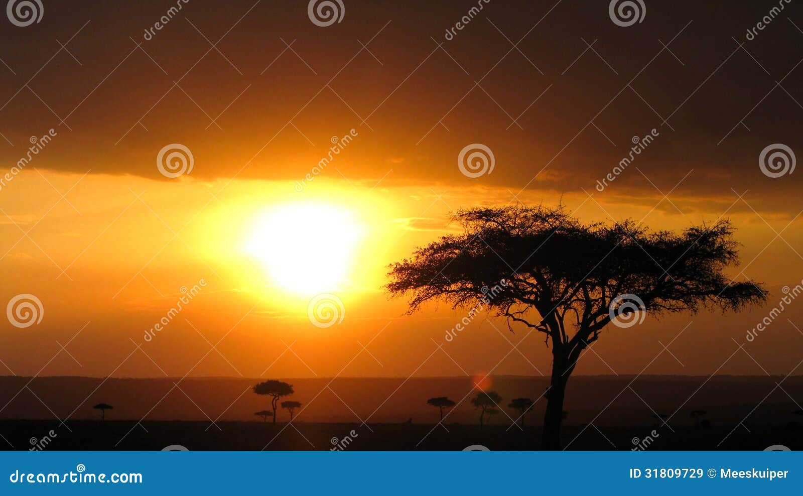 Africa sunset stock image. Image of mara, tree, acacia - 31809729