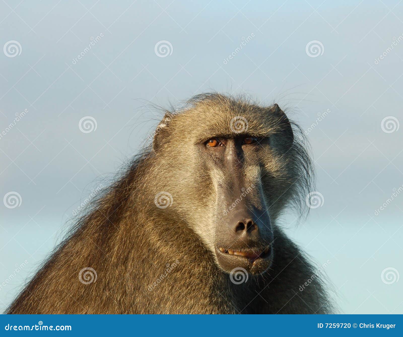 Africa wildlife: Baboon stock photo. Image of nature, papio - 7259720