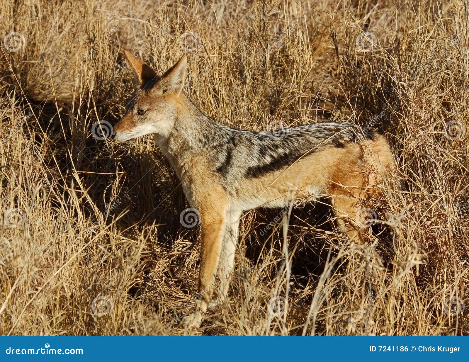 African Jackal