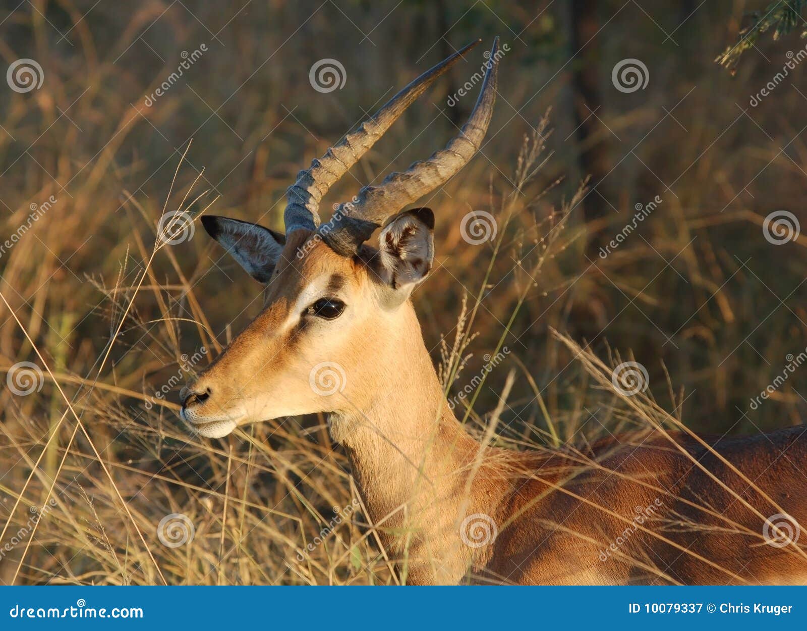 Africa Wildlife: Impala stock image. Image of ecology - 10079337