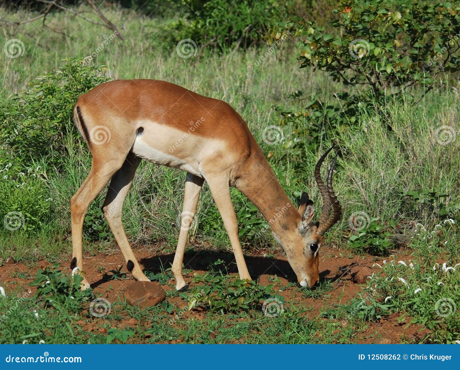 Africa Wildlife: Impala stock photo. Image of animal - 12508262