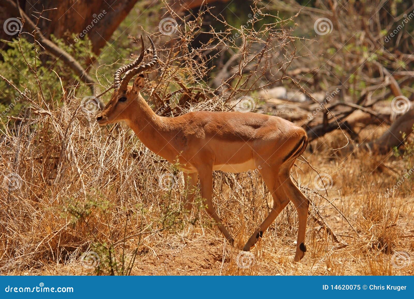 Africa Wildlife: Impala stock image. Image of nature - 14620075