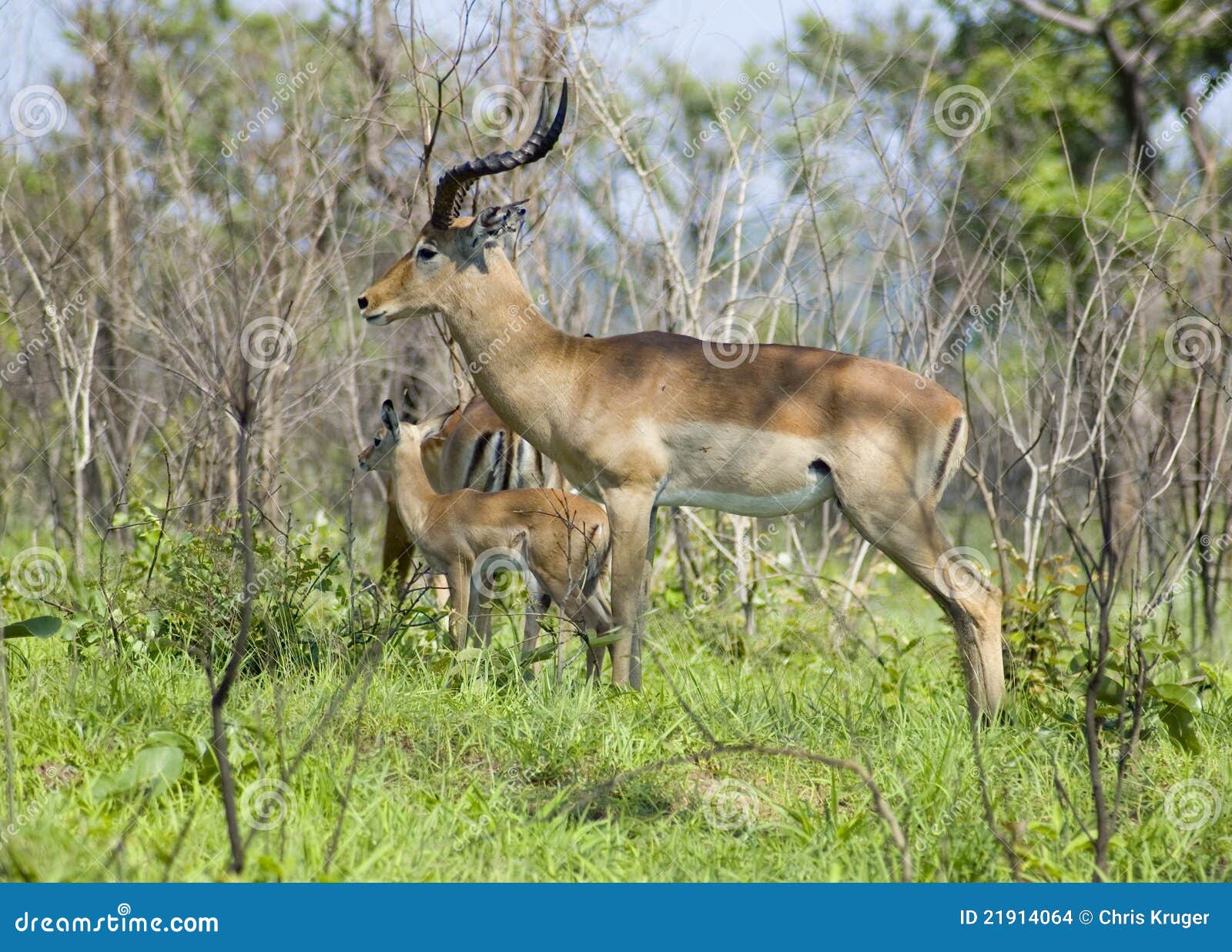 Africa Wildlife: Impala stock photo. Image of game, feeding - 21914064