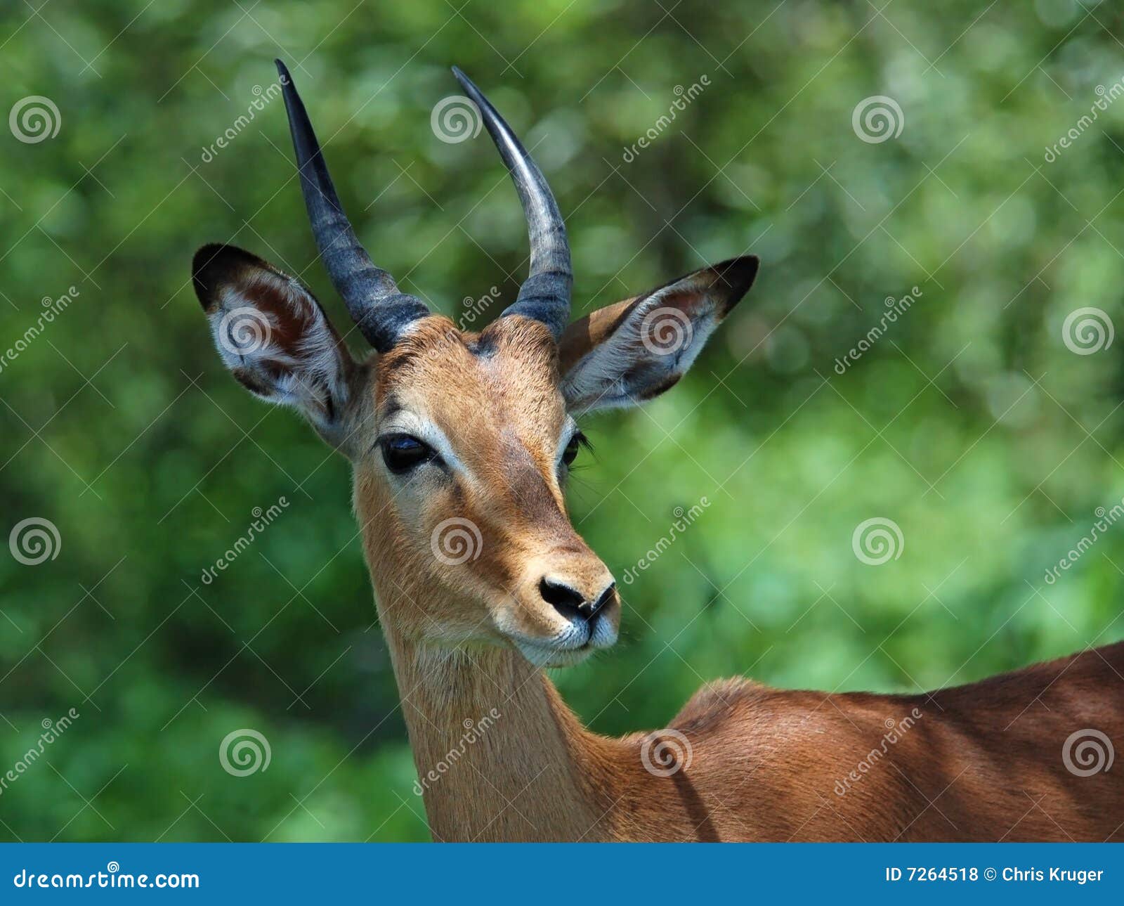 Africa Wildlife: Impala stock photo. Image of magnificent - 7264518