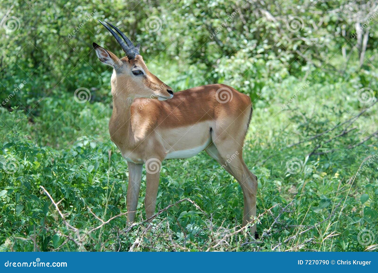 Africa Wildlife: Impala stock photo. Image of bull, ranger - 7270790