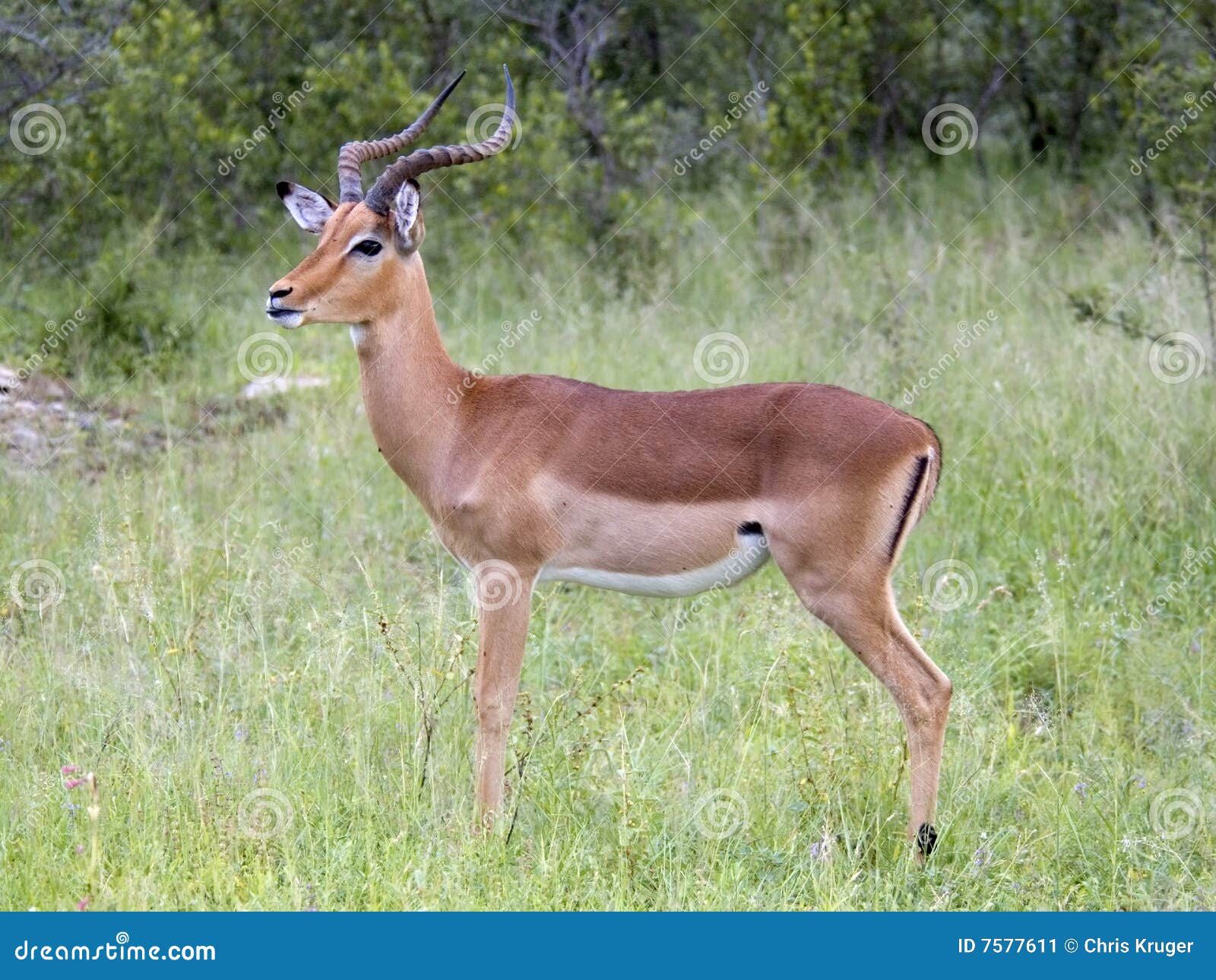 Africa Wildlife: Impala stock image. Image of bull, south - 7577611