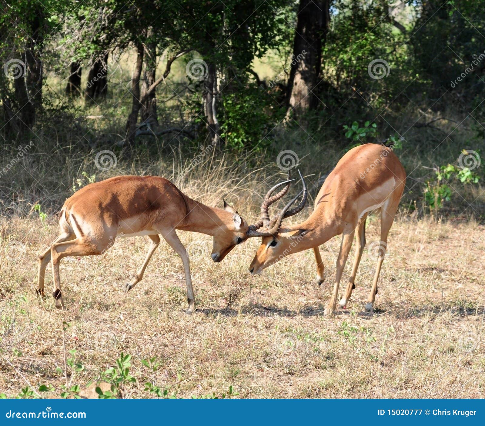 Africa Wildlife: Impala Fight Stock Image - Image of bull, adult: 15020777