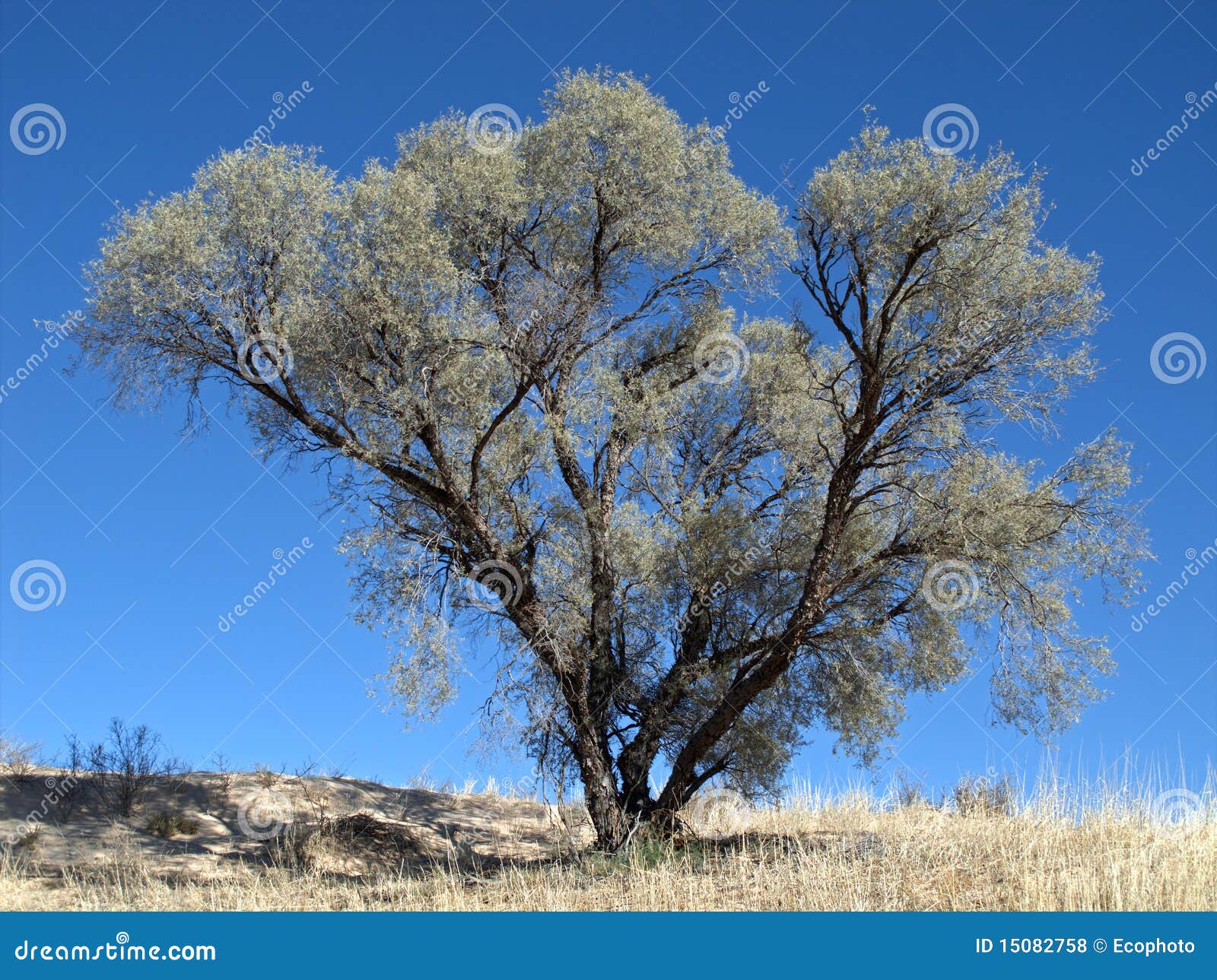 African Acacia tree stock photo. Image of africa, african - 15082758