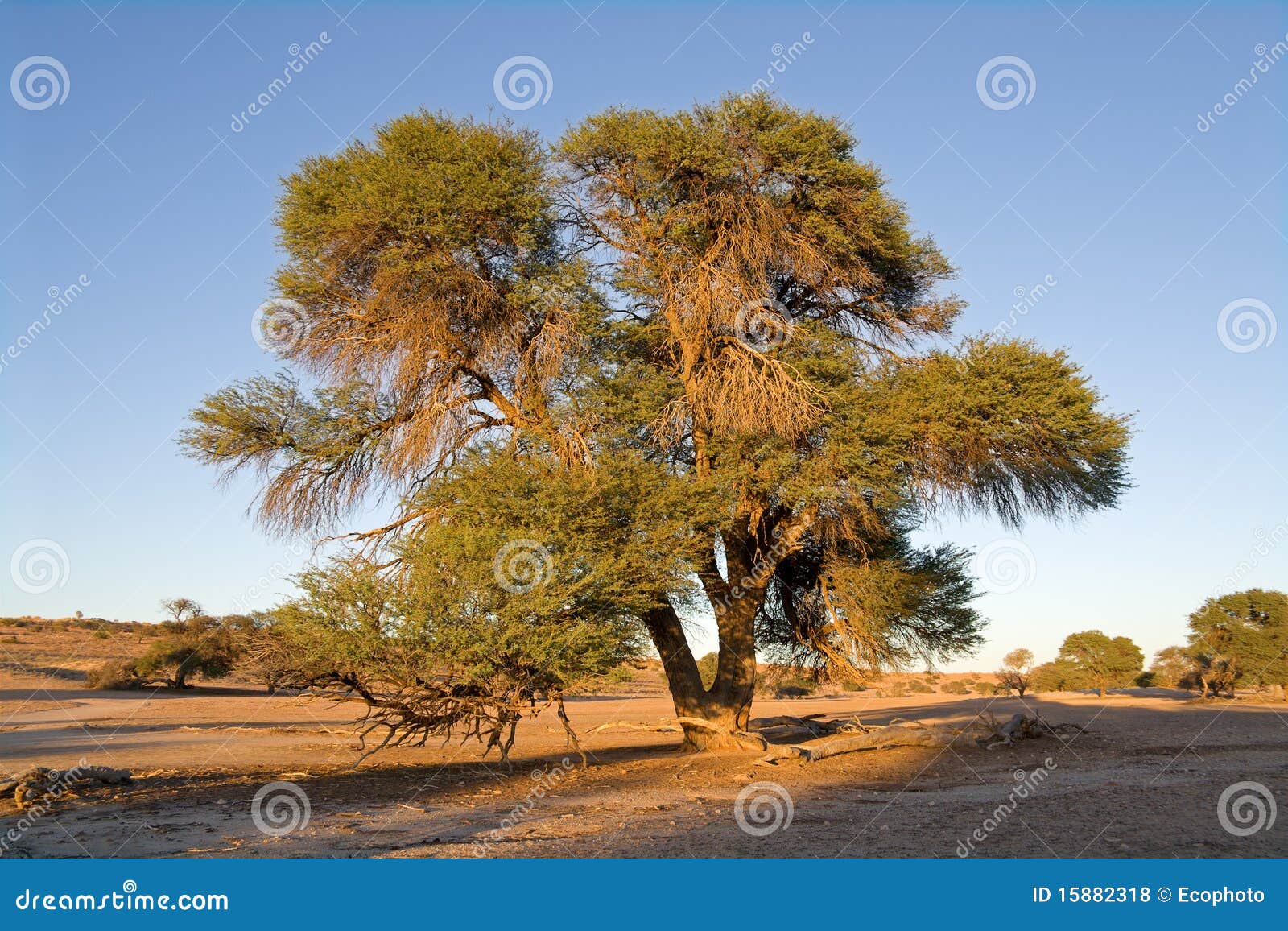 African Acacia tree stock photo. Image of flora, landscape - 15882318