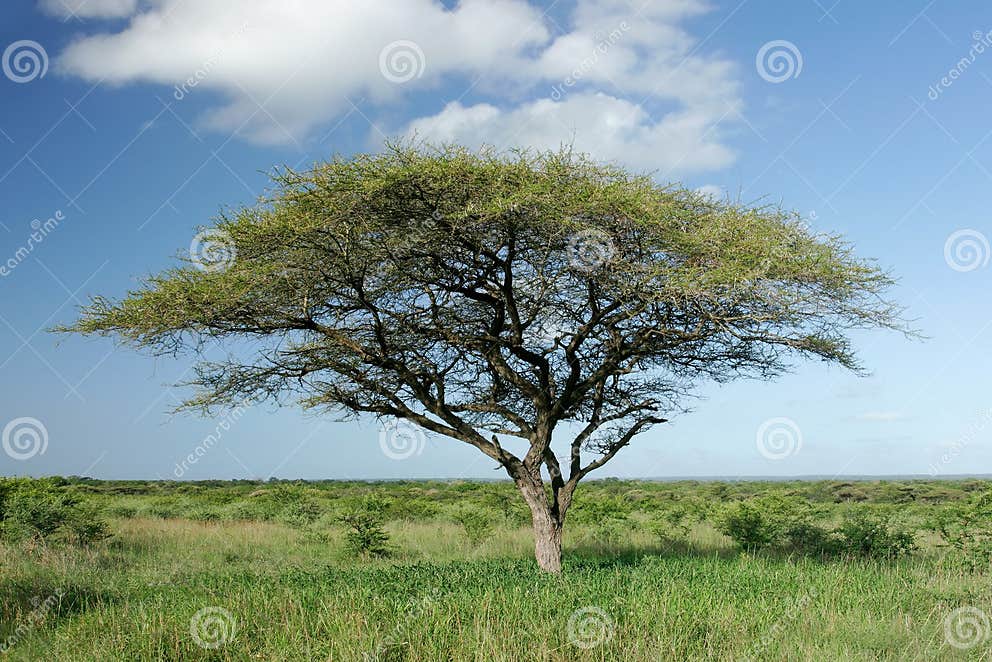 African Acacia tree stock photo. Image of blue, crown - 1902664