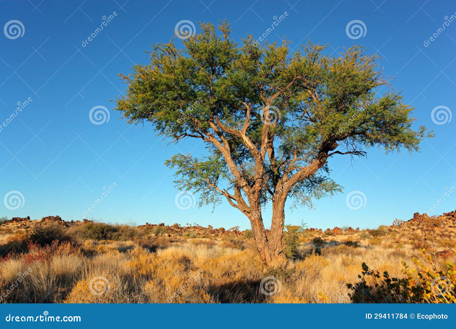 African Acacia tree stock photo. Image of scenic, outdoor - 29411784