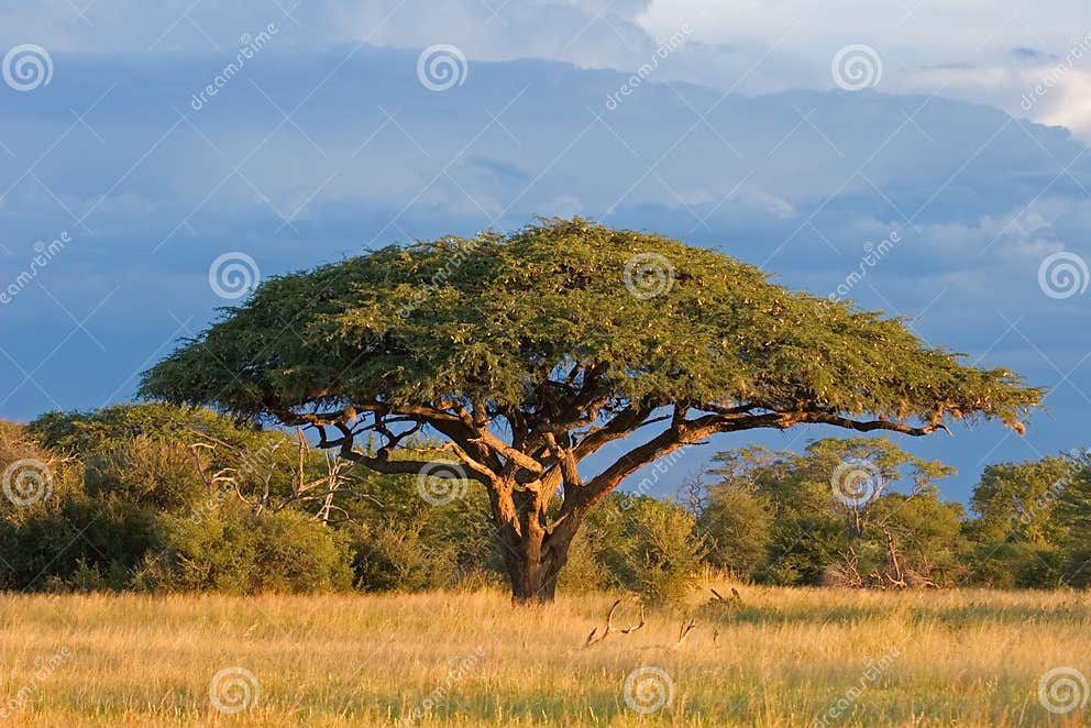 African Acacia tree stock photo. Image of stem, plant - 3095142