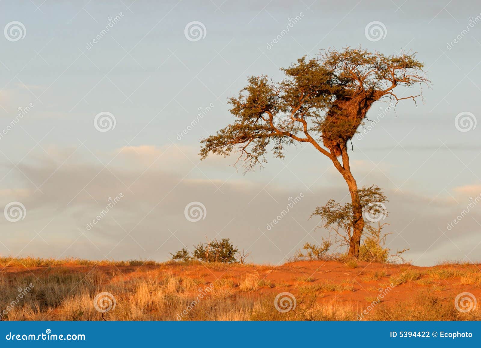 African Acacia tree stock photo. Image of ecology, landscape - 5394422