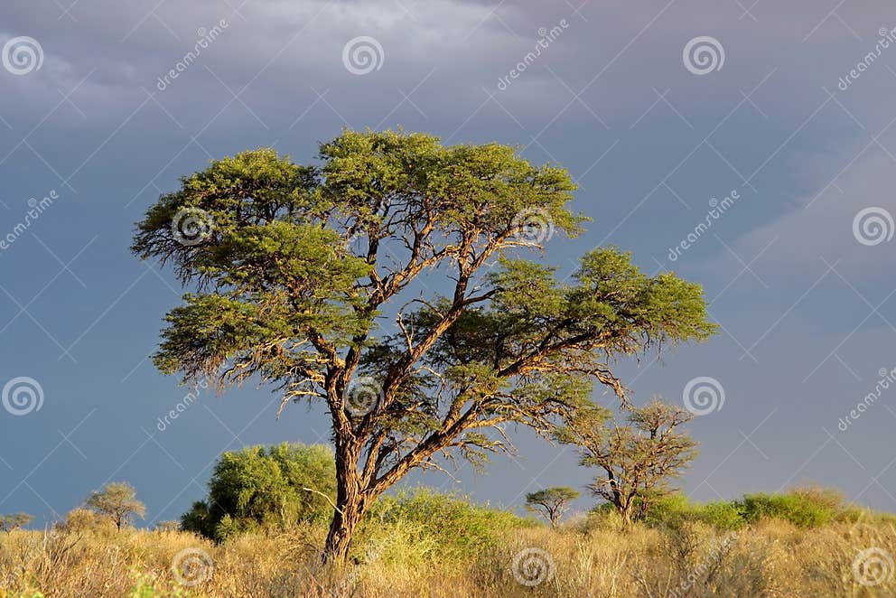African Acacia tree stock photo. Image of park, beautiful - 7495460