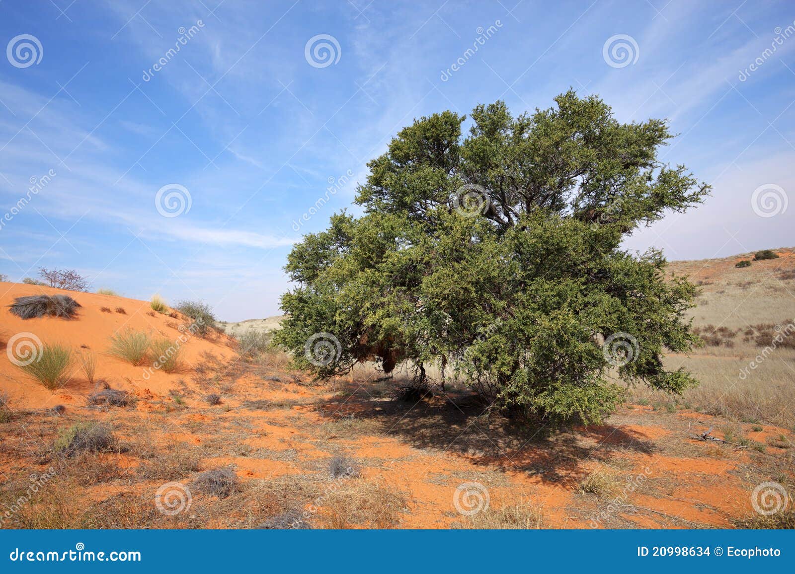 African Acacia Tree on Dune Stock Photo - Image of acacia, plant: 20998634